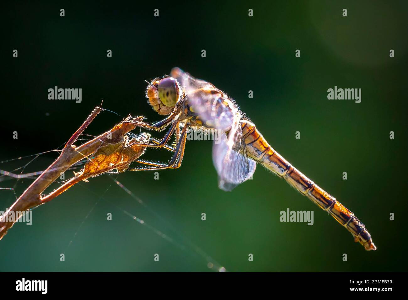 View of a common Darter, Sympetrum striolatum, female with his wings ...