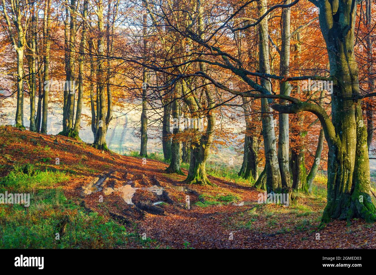Sunny fall forest hi-res stock photography and images - Alamy