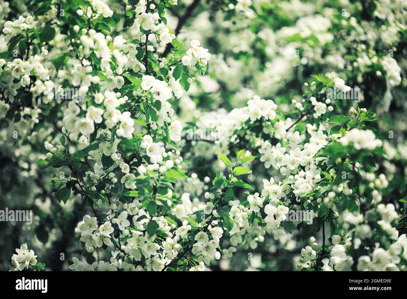 Bright spring greens at dawn in the forest. Nature comes to life in ...