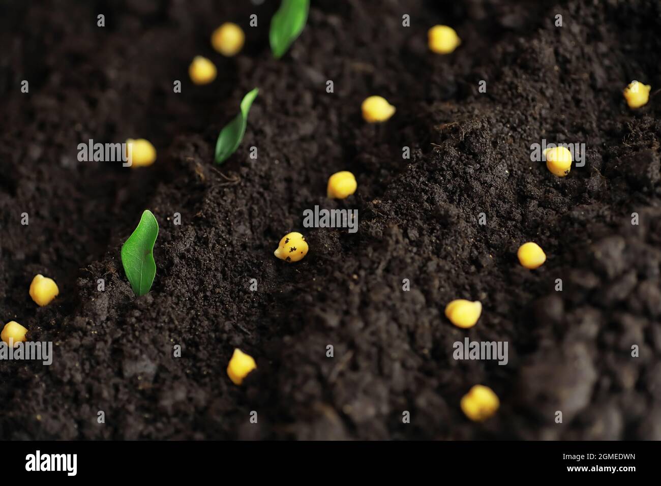 Seeds in the ground. Seed preparation for planting in the spring ...