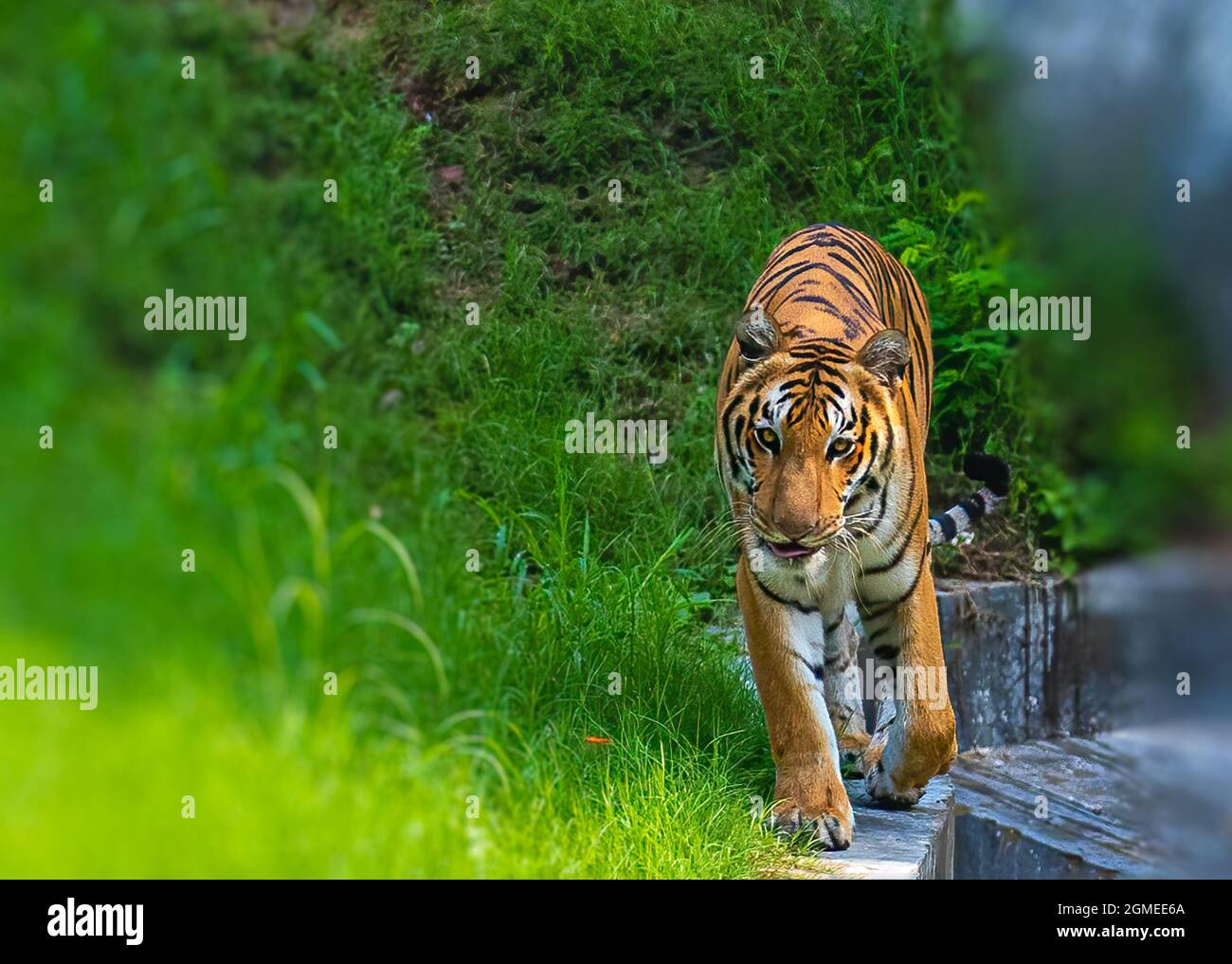 Tiger walking towards camera hi-res stock photography and images - Alamy