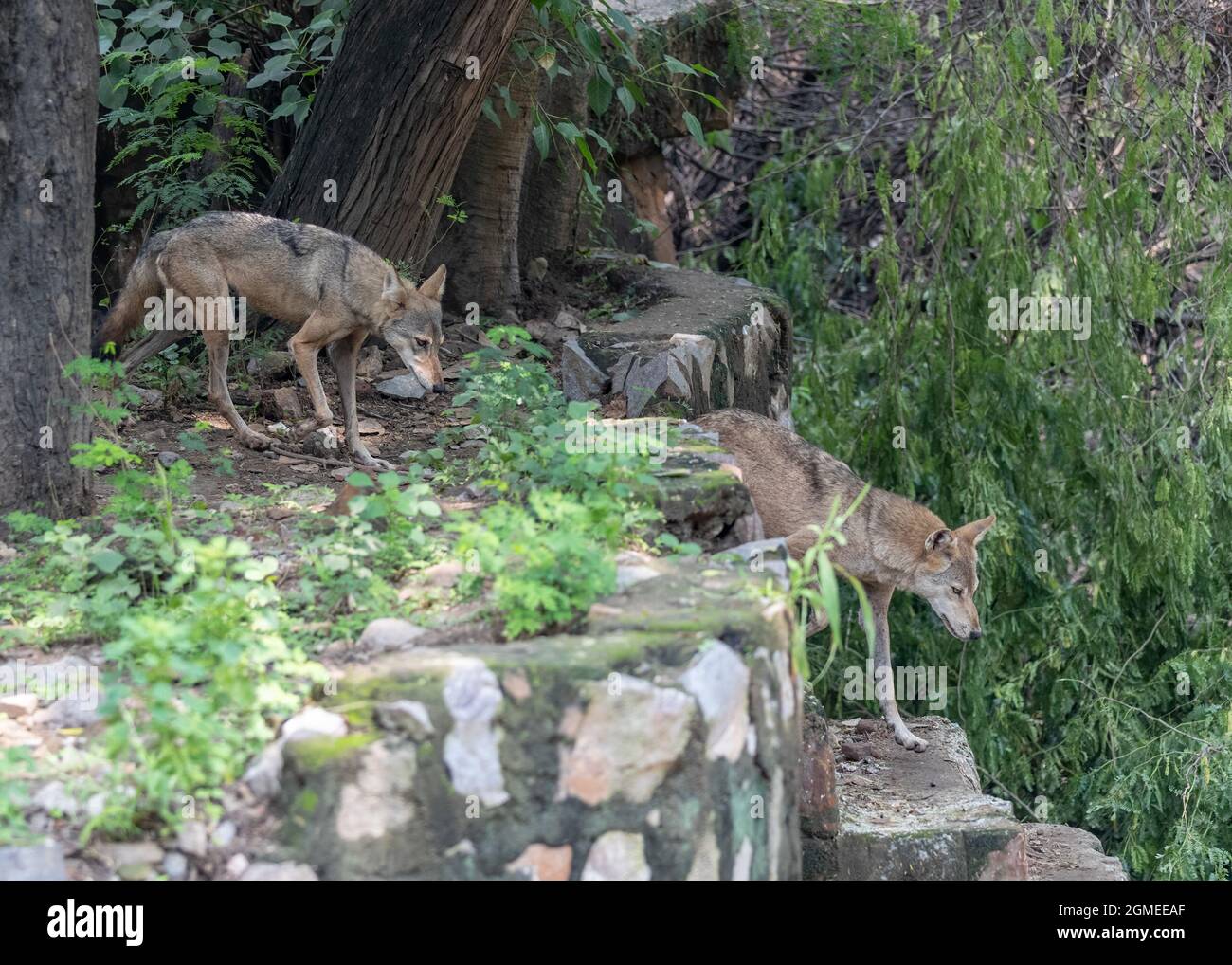 Wolf moving hi-res stock photography and images - Alamy