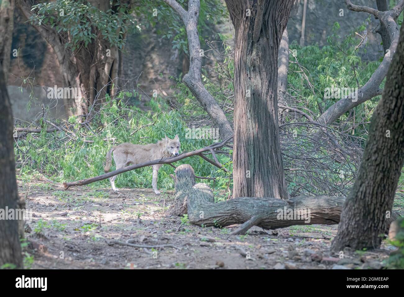 Wolf standing near a tree Stock Photo - Alamy