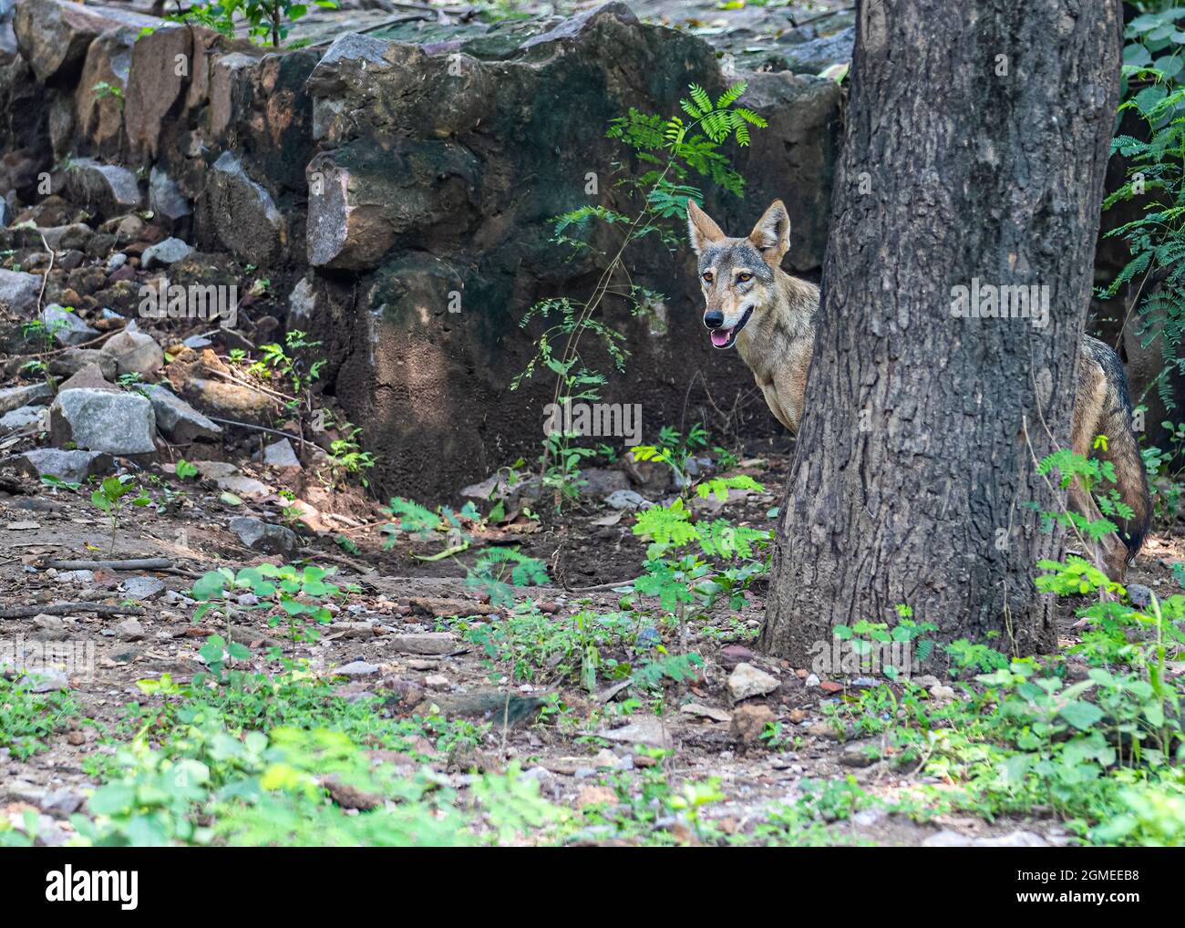 A wolf standing behind a tree and watching movement s around Stock ...