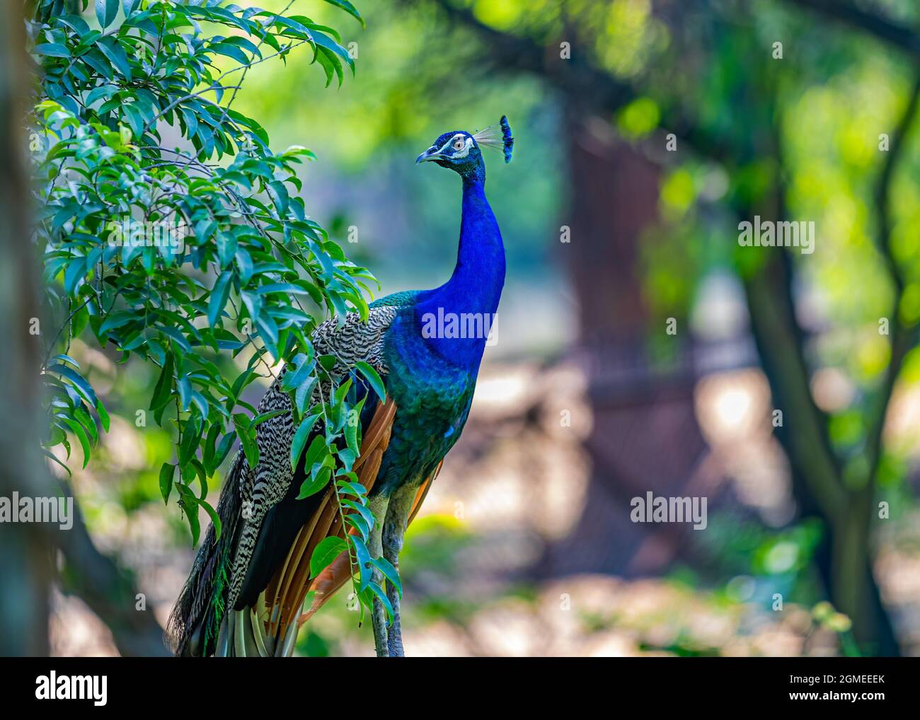 A peacock sitting on a tree Stock Photo - Alamy