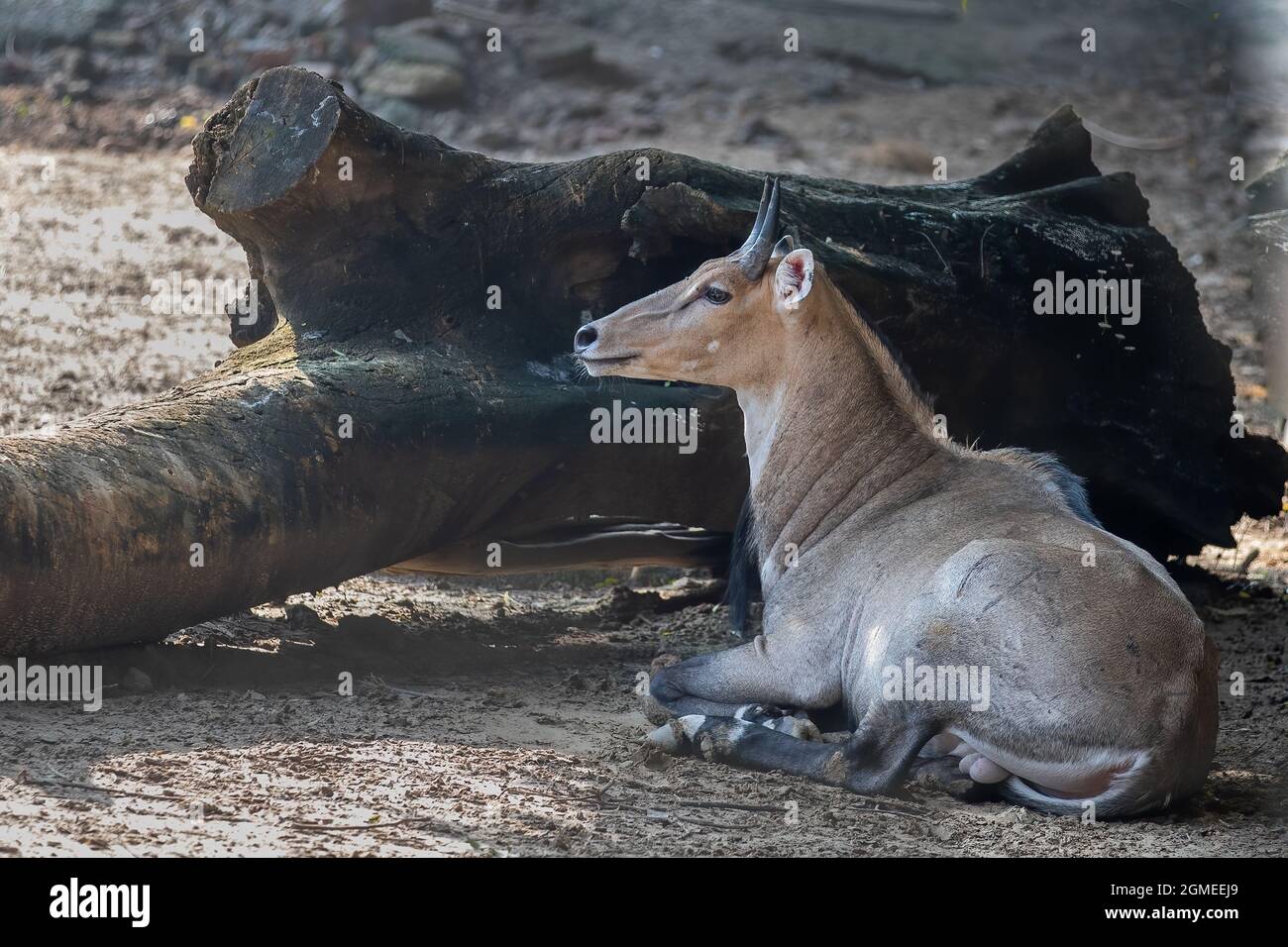 Rest is best , blue bull resting by a wooden log Stock Photo - Alamy
