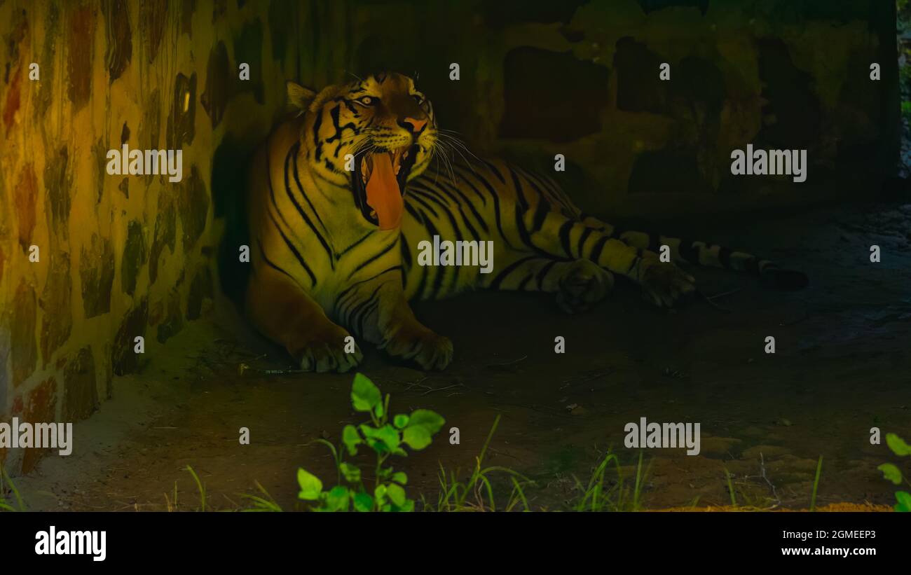 Tiger enjoying golden hour sun Stock Photo - Alamy