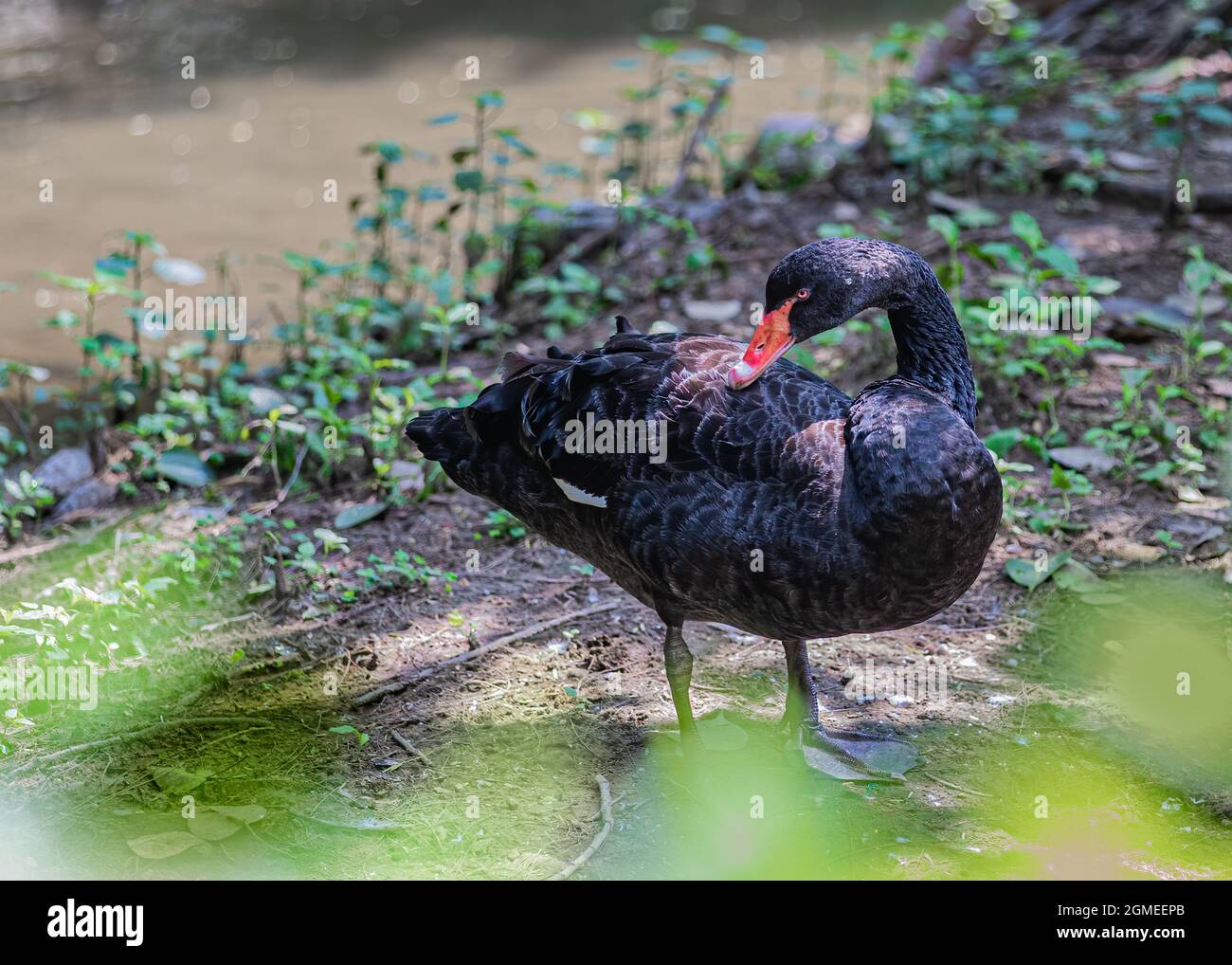 Black swam near a lake clearing its feathers Stock Photo - Alamy