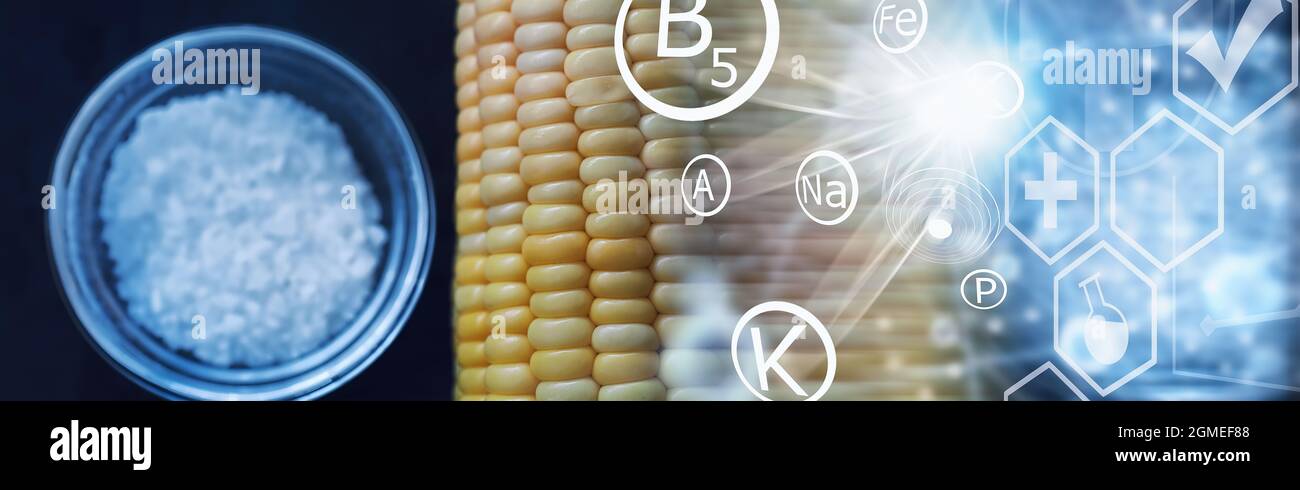 Freshly made fragrant ear of corn with salt. Farm snack fresh corn ...