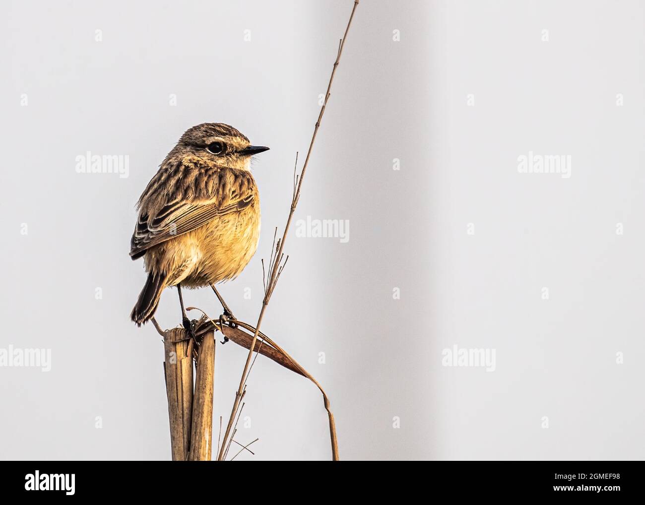 Young whinchat hi-res stock photography and images - Alamy