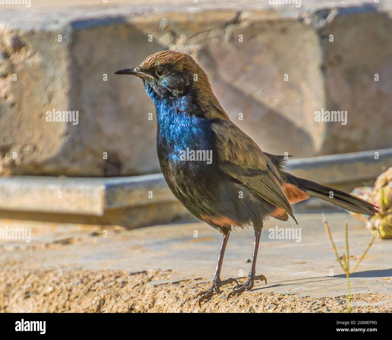 Indian Robin with its blue and orange flare Stock Photo - Alamy