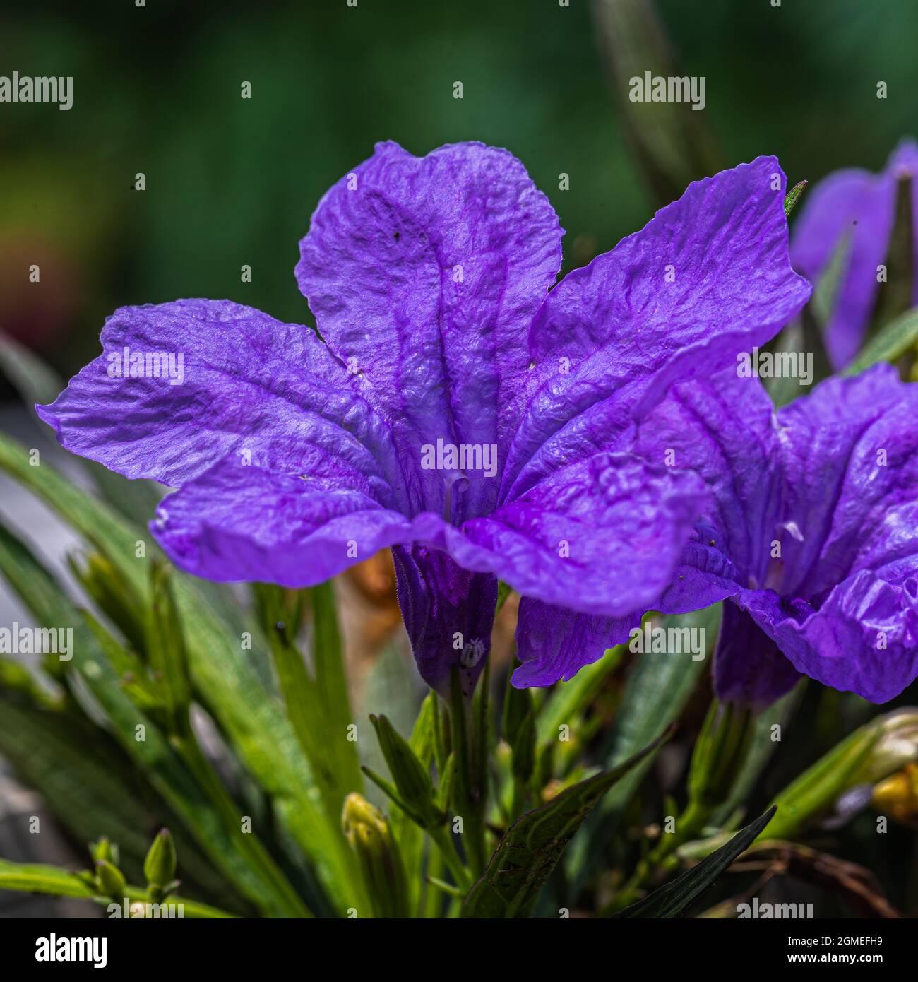 Ruellia Simplex purple color flower in the Garden Stock Photo - Alamy