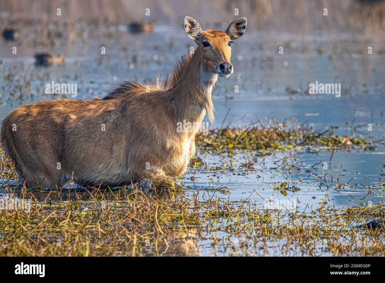 Blue Bull enjoying water in wet land Stock Photo - Alamy