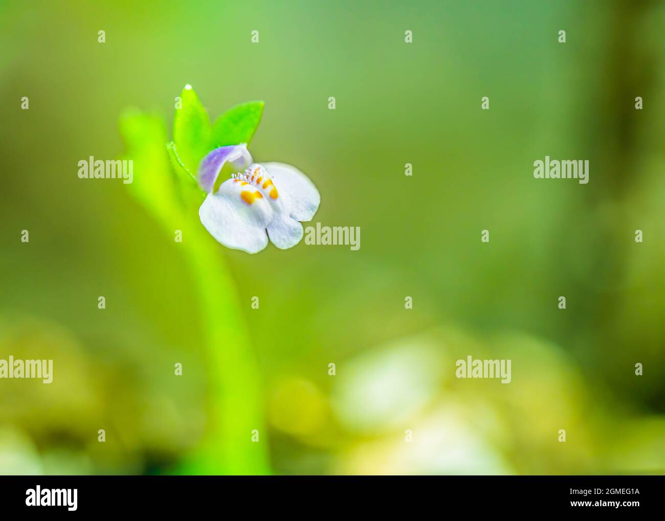 A plant of Mazus Pumilus flower Stock Photo - Alamy