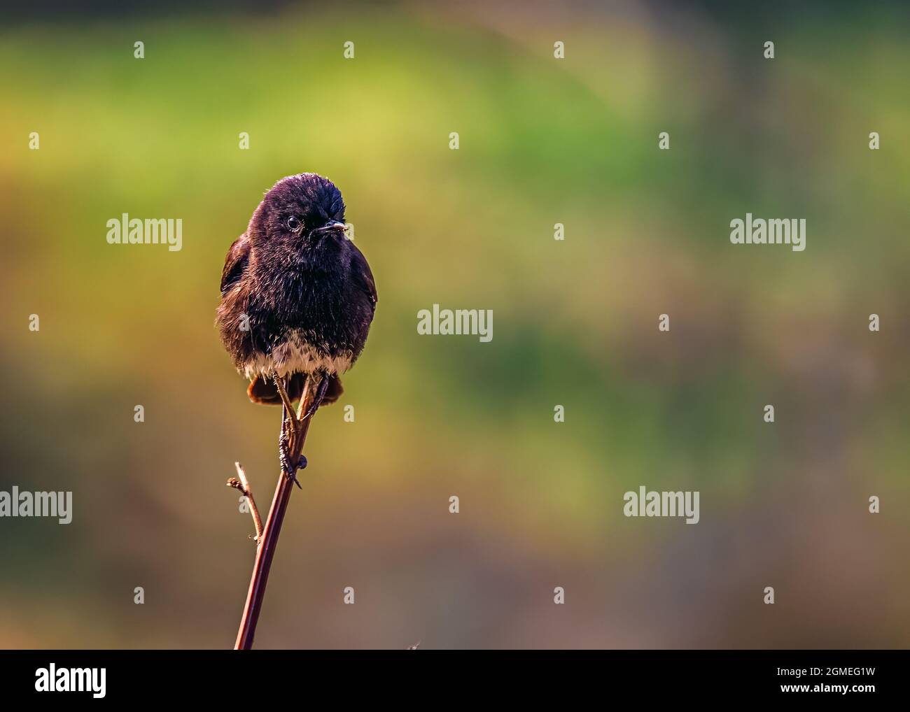 Balancing on a tree branch hi-res stock photography and images - Alamy