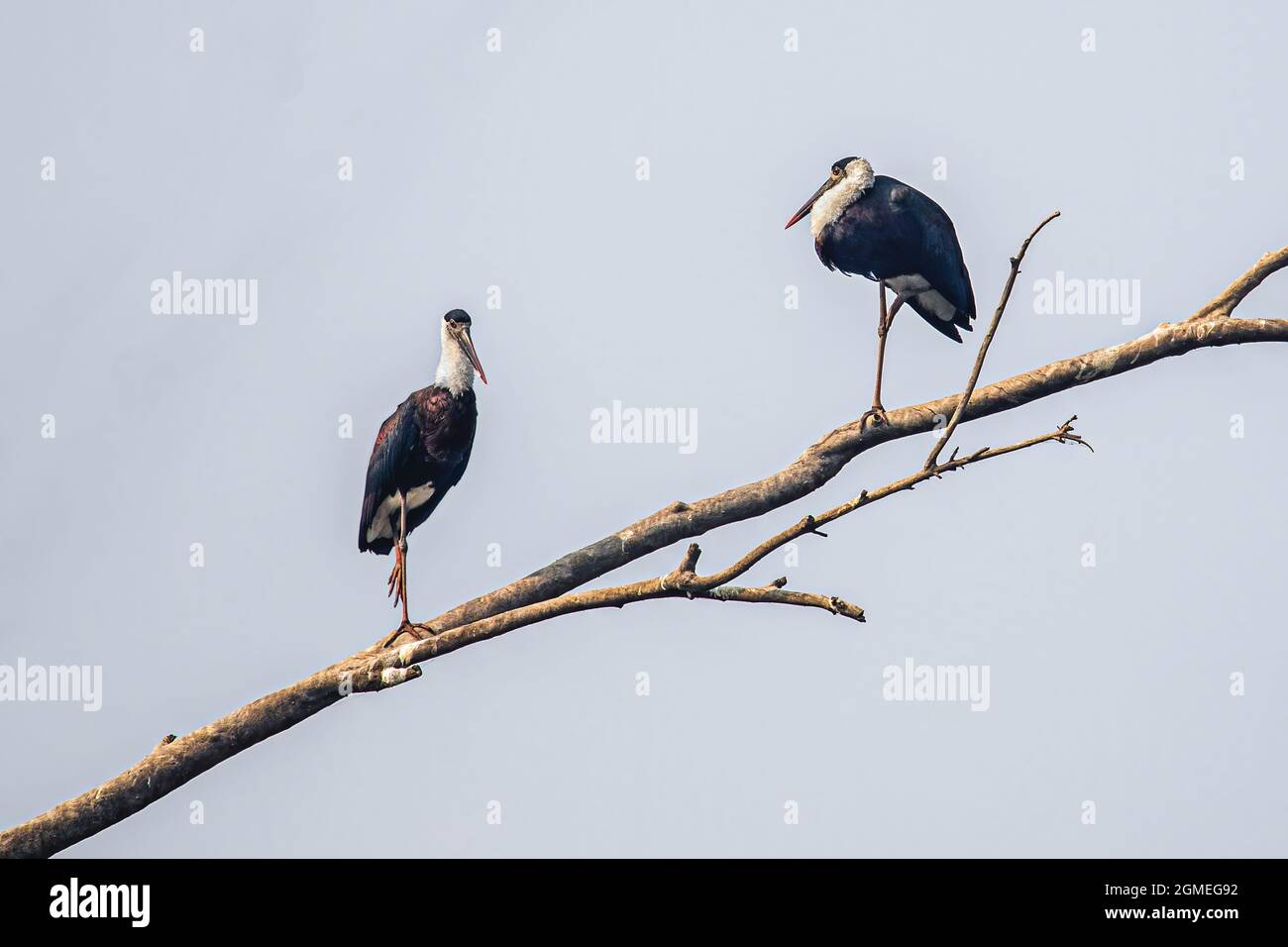 A pair of wool neck stork resting on a tree Stock Photo - Alamy