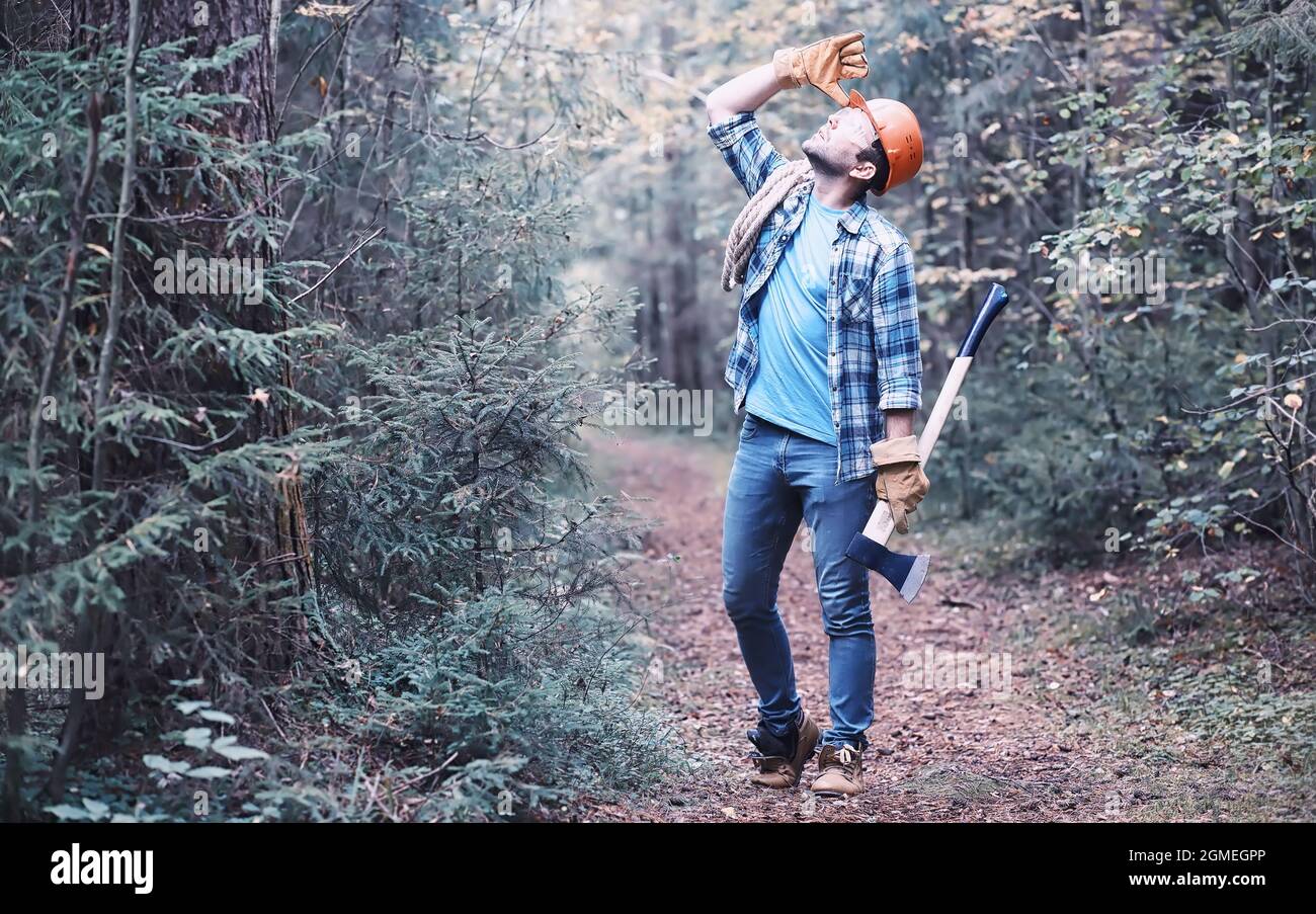 Male lumberjack in the forest. Professional woodcutter inspects trees ...