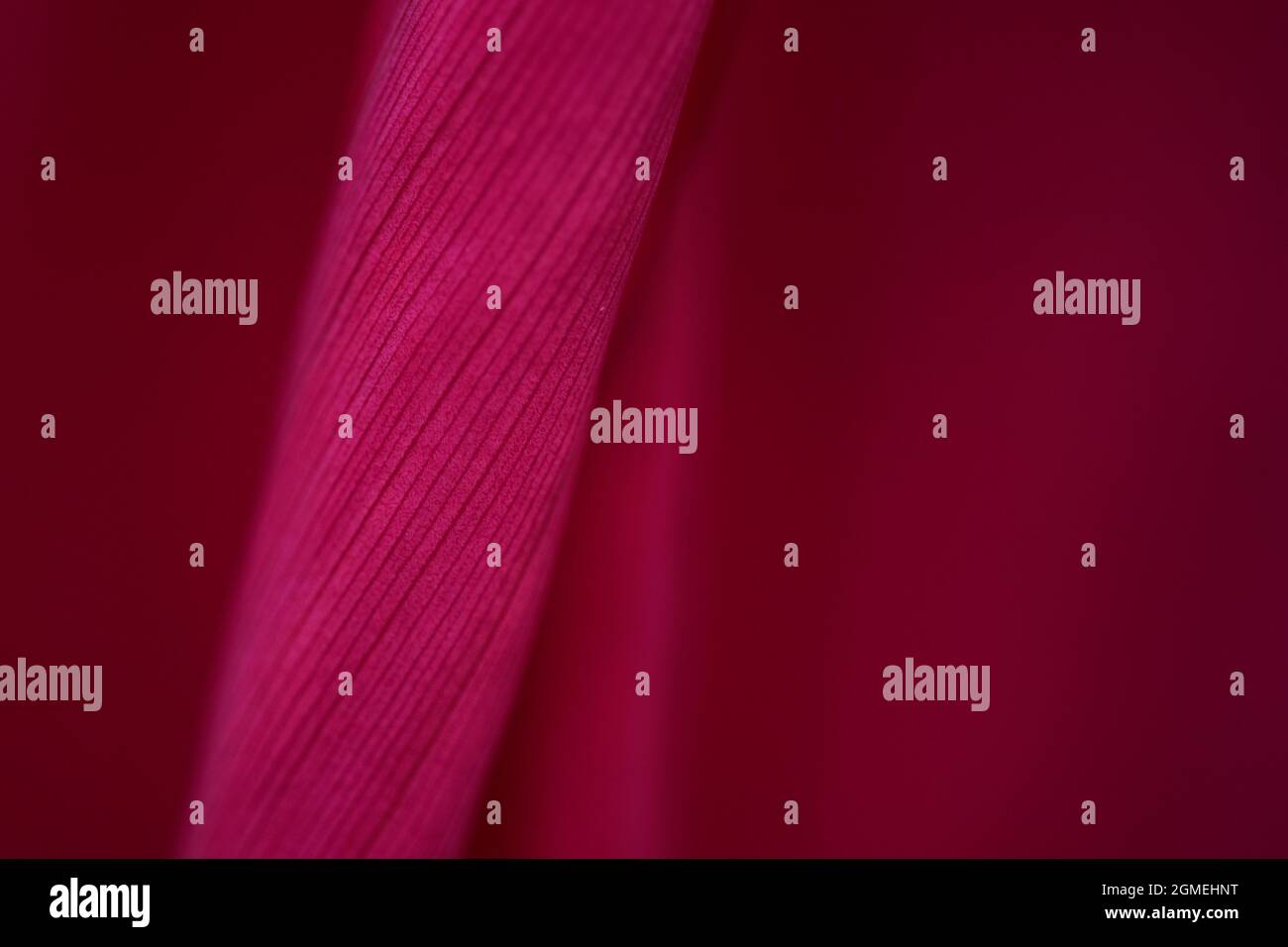 Folded pink petal Stock Photo - Alamy