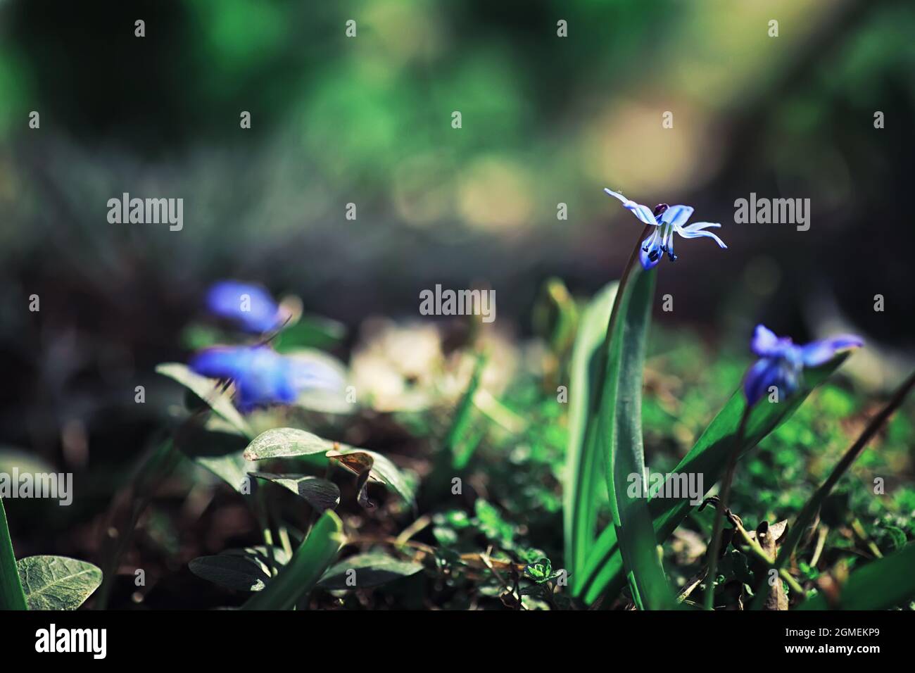 Bright spring greens at dawn in the forest. Nature comes to life in ...