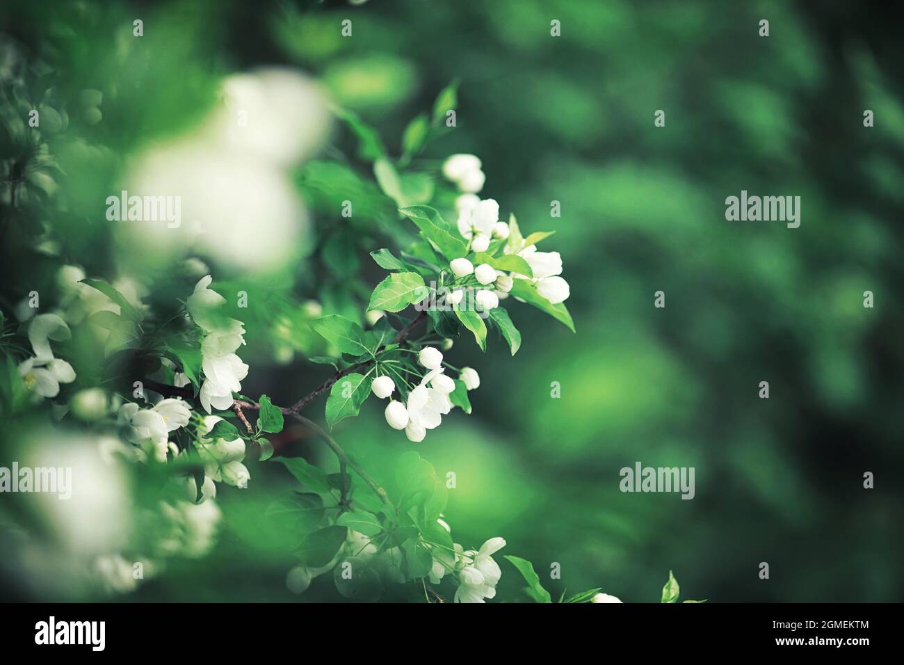 Bright spring greens at dawn in the forest. Nature comes to life in ...