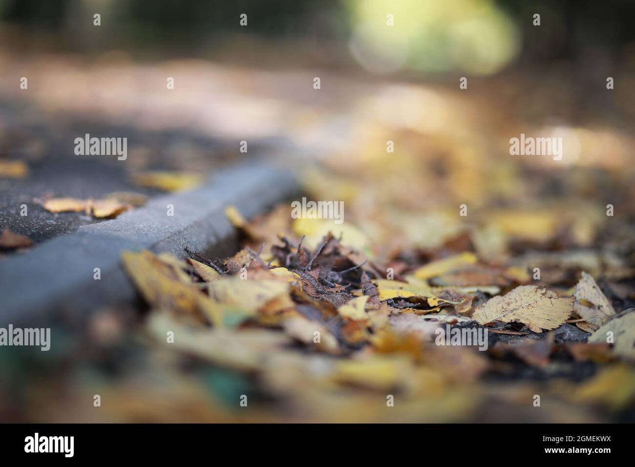 Autumn Park man walking along a path foliage Stock Photo - Alamy