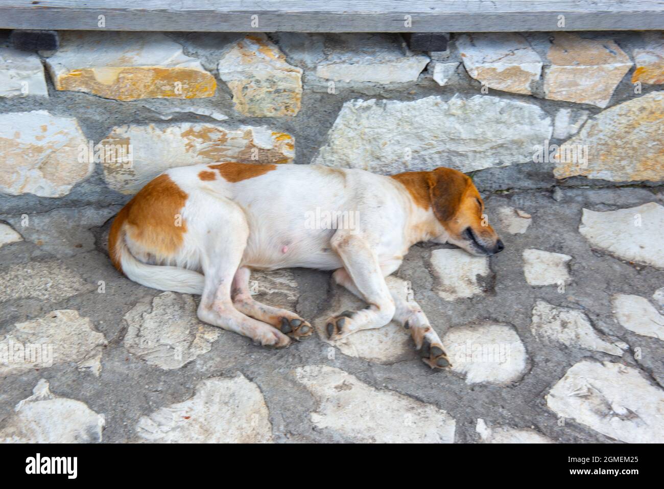 Muscular white dog hi-res stock photography and images - Alamy