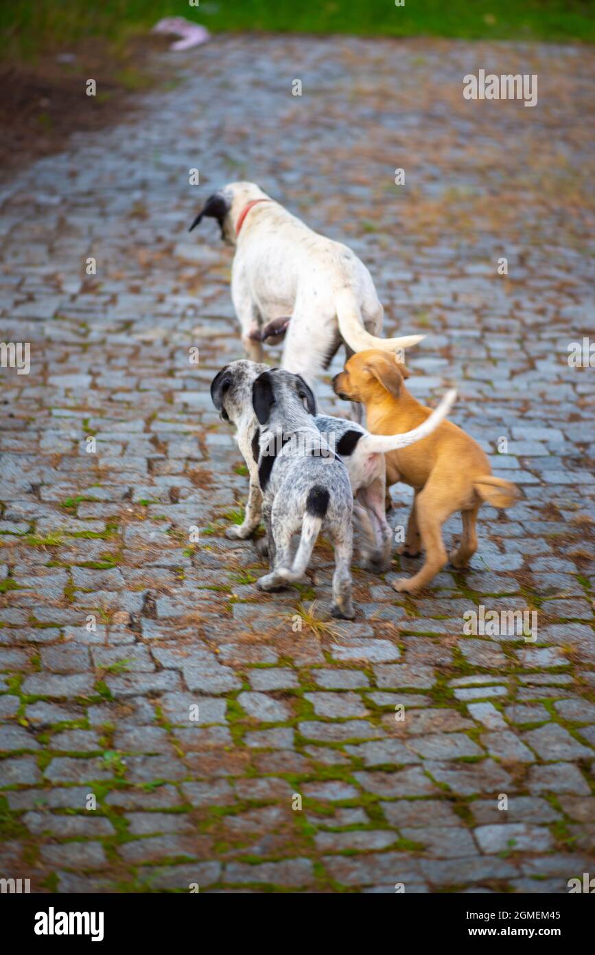 different puppies chasing the dog mom in Georgia Stock Photo - Alamy