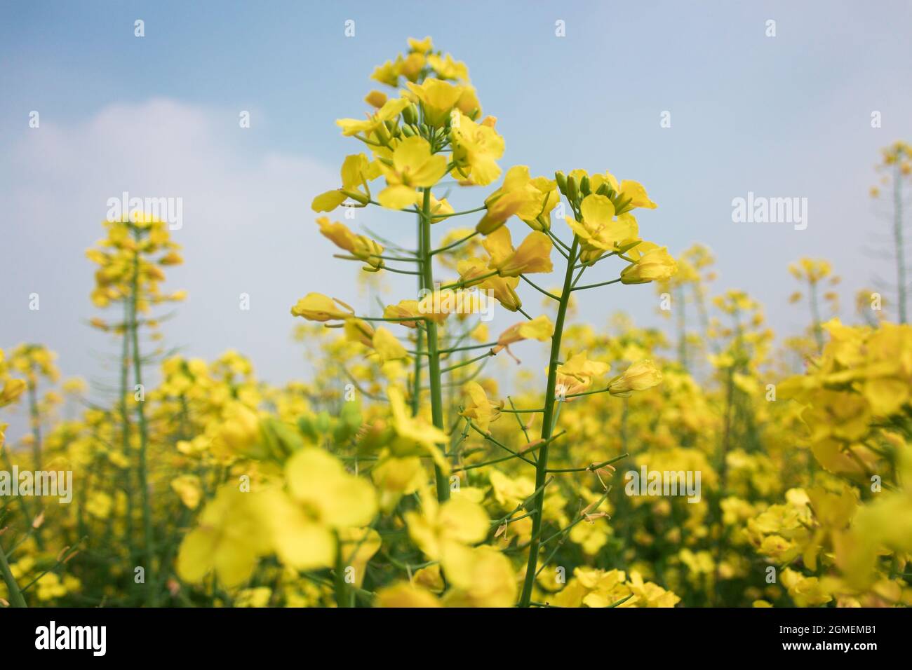Rapeseed flowers growing in the sun and bees collecting nectar Stock ...