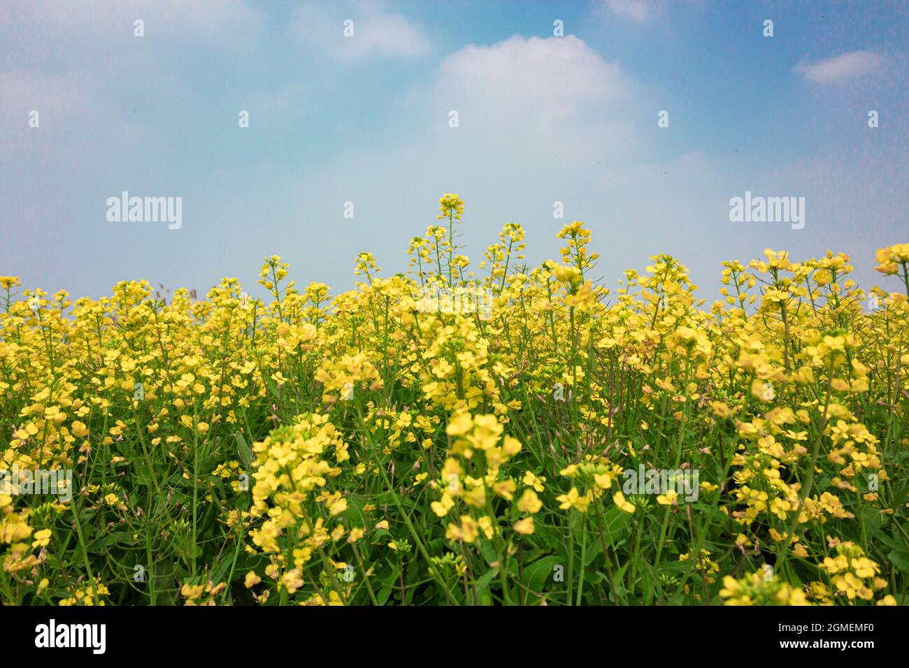 Rapeseed flowers growing in the sun and bees collecting nectar Stock ...