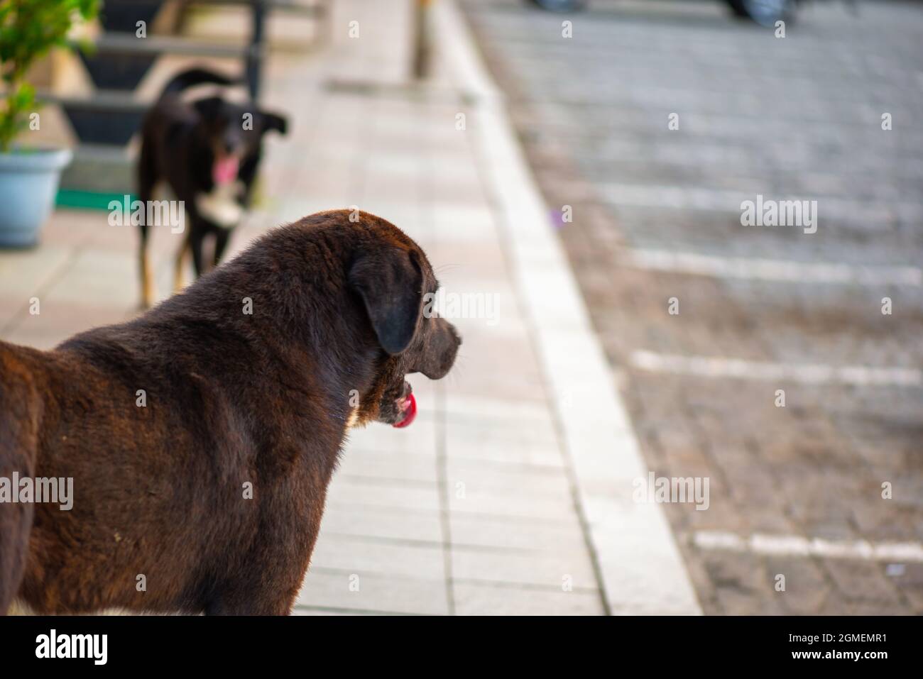two street dogs walking down the street in Georgia Stock Photo - Alamy