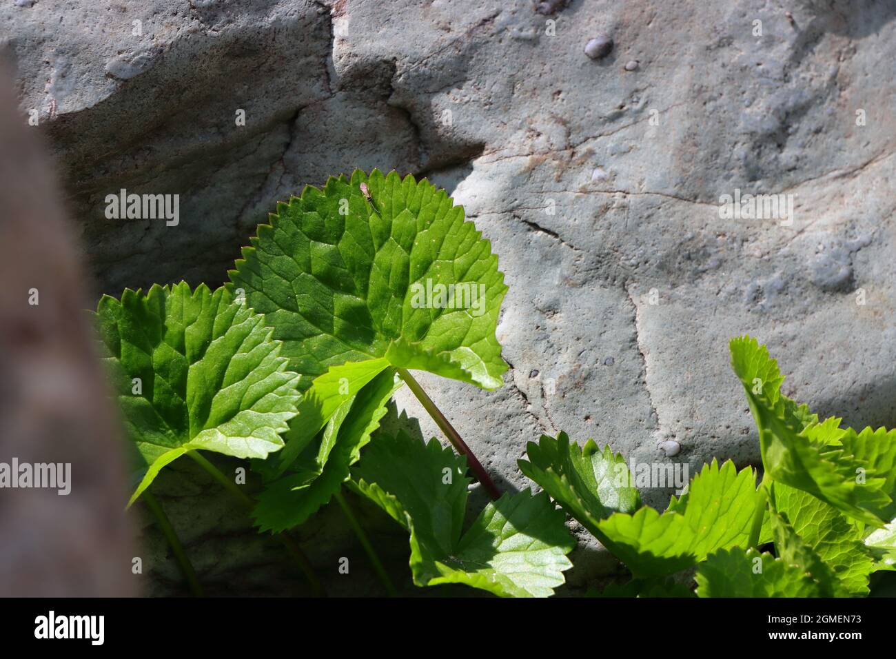 Green centella asiatica plants hi-res stock photography and images - Alamy