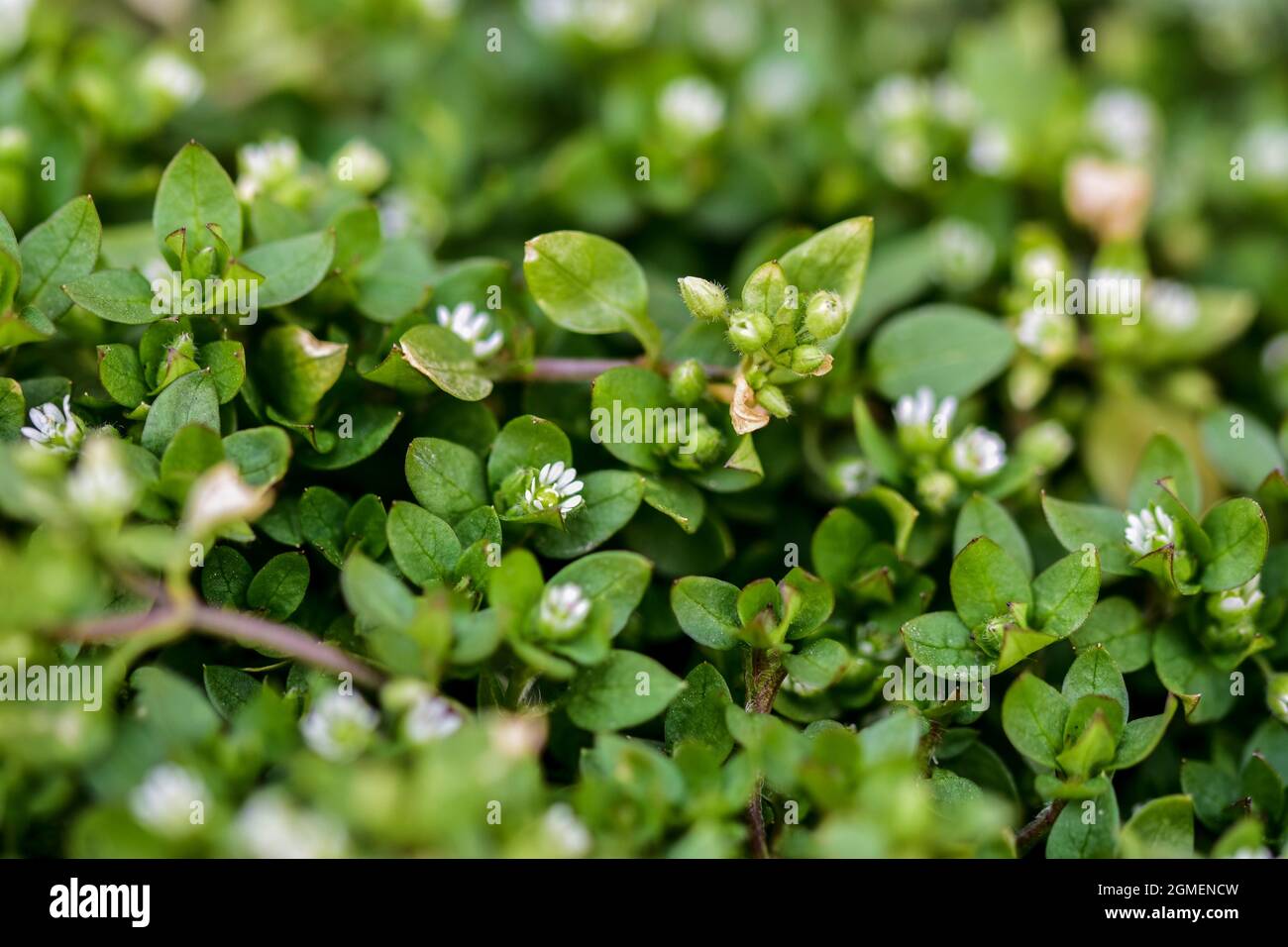 White Chickweeds with green leaves Stock Photo - Alamy