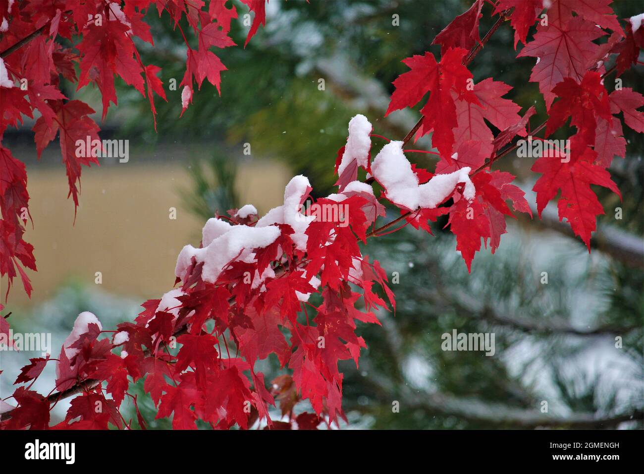 Autumn red maples dusted in snow in a pine forest on the edge of winter ...