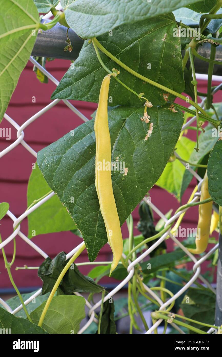 Hanging vines garden hi-res stock photography and images - Alamy