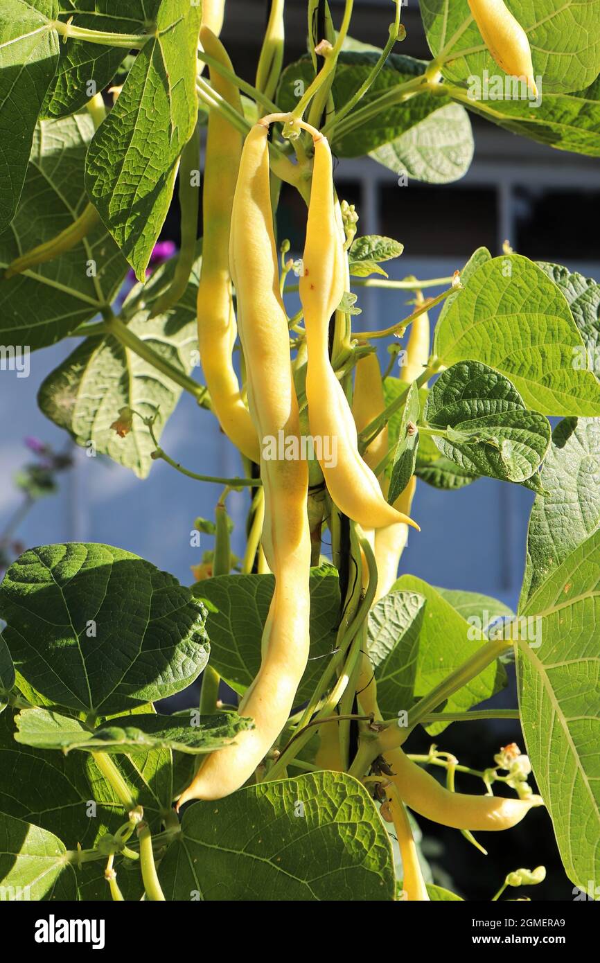 Yellow wax beans hanging from garden vines Stock Photo - Alamy
