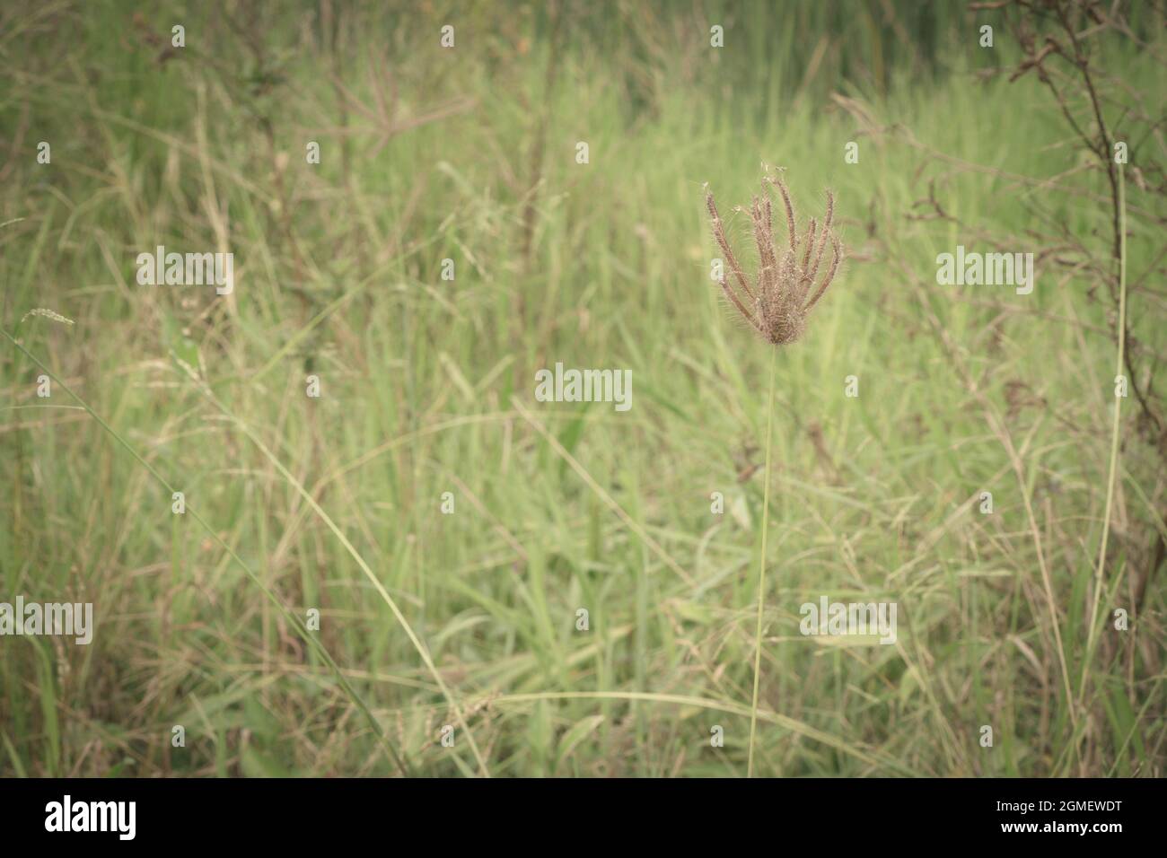 Swallen finger grass in green field with colored filter effect and ...