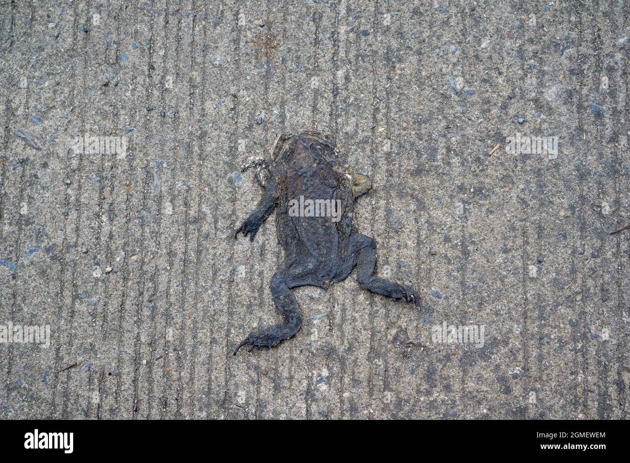 Dried death flat toad or frog on cement road by car accident Stock ...