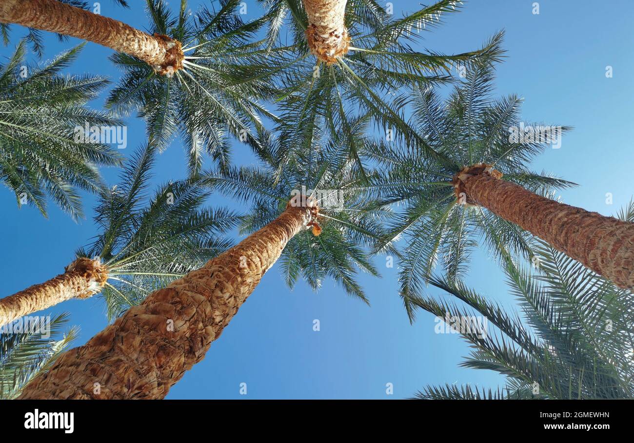 Beautiful tropical beach with coconut palm trees background Stock Photo ...