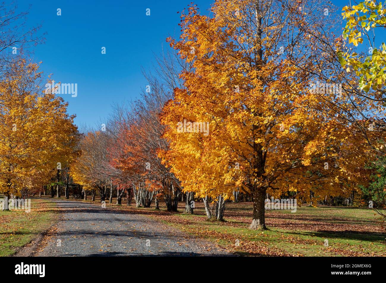 Sugar maples in their fall splendor line a path Stock Photo - Alamy