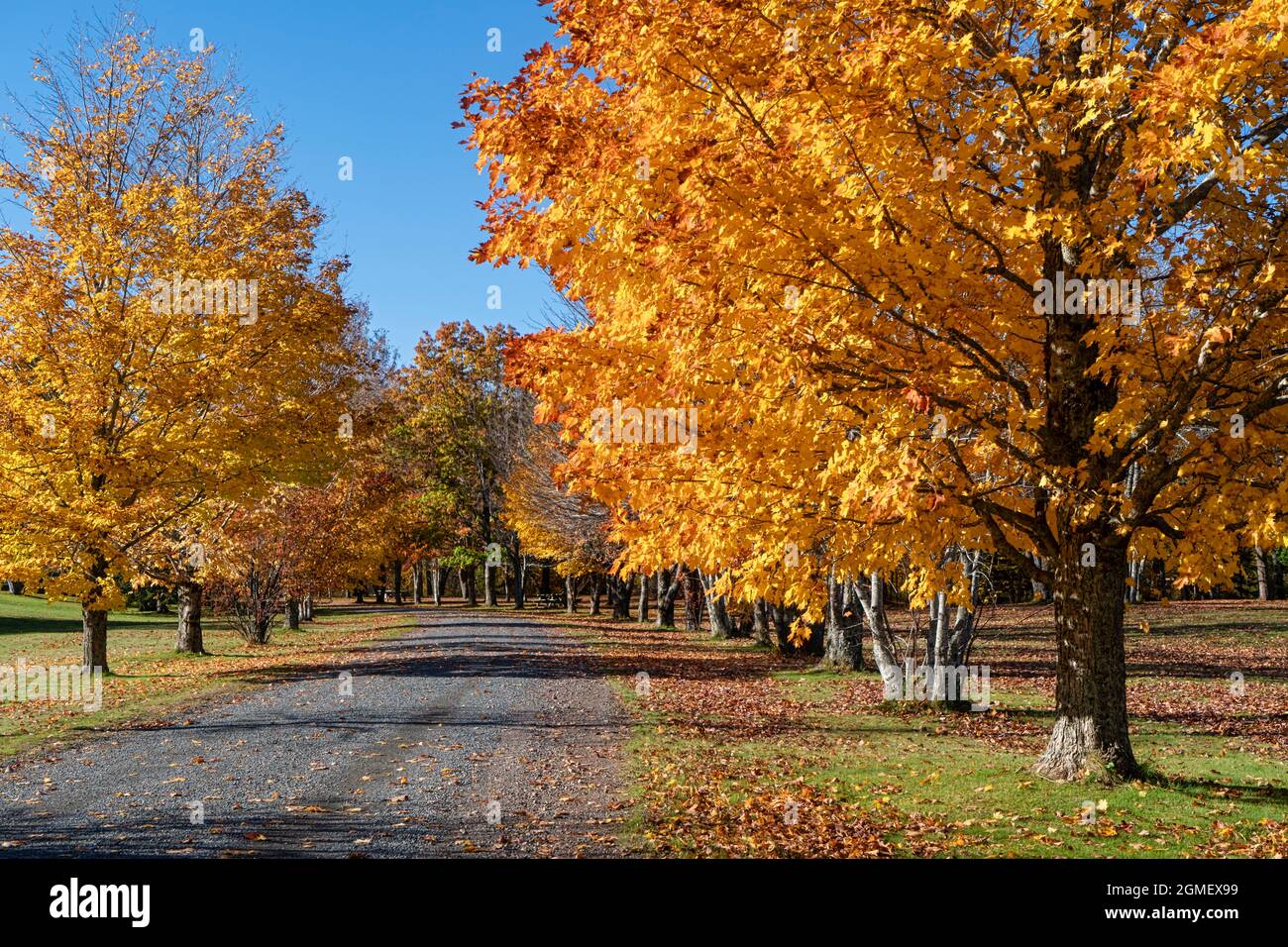 Sugar maples in their fall splendor line a path Stock Photo - Alamy