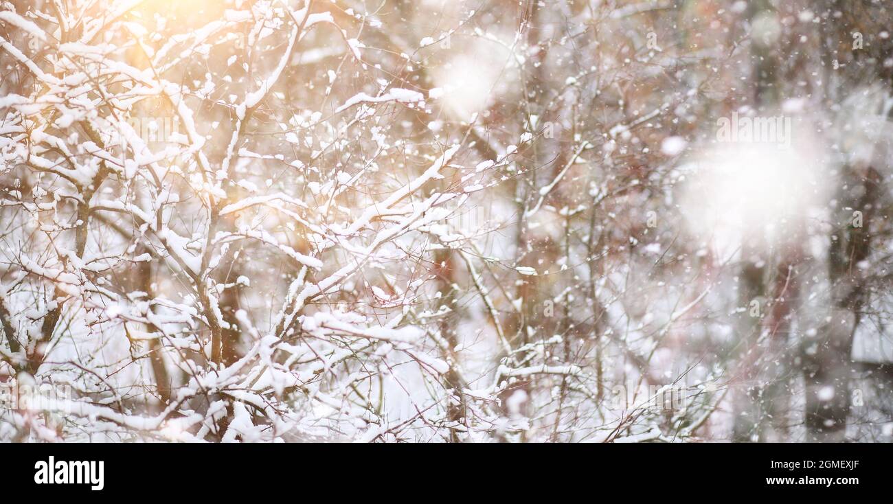 Winter Park. Landscape in snowy weather. January day Stock Photo - Alamy