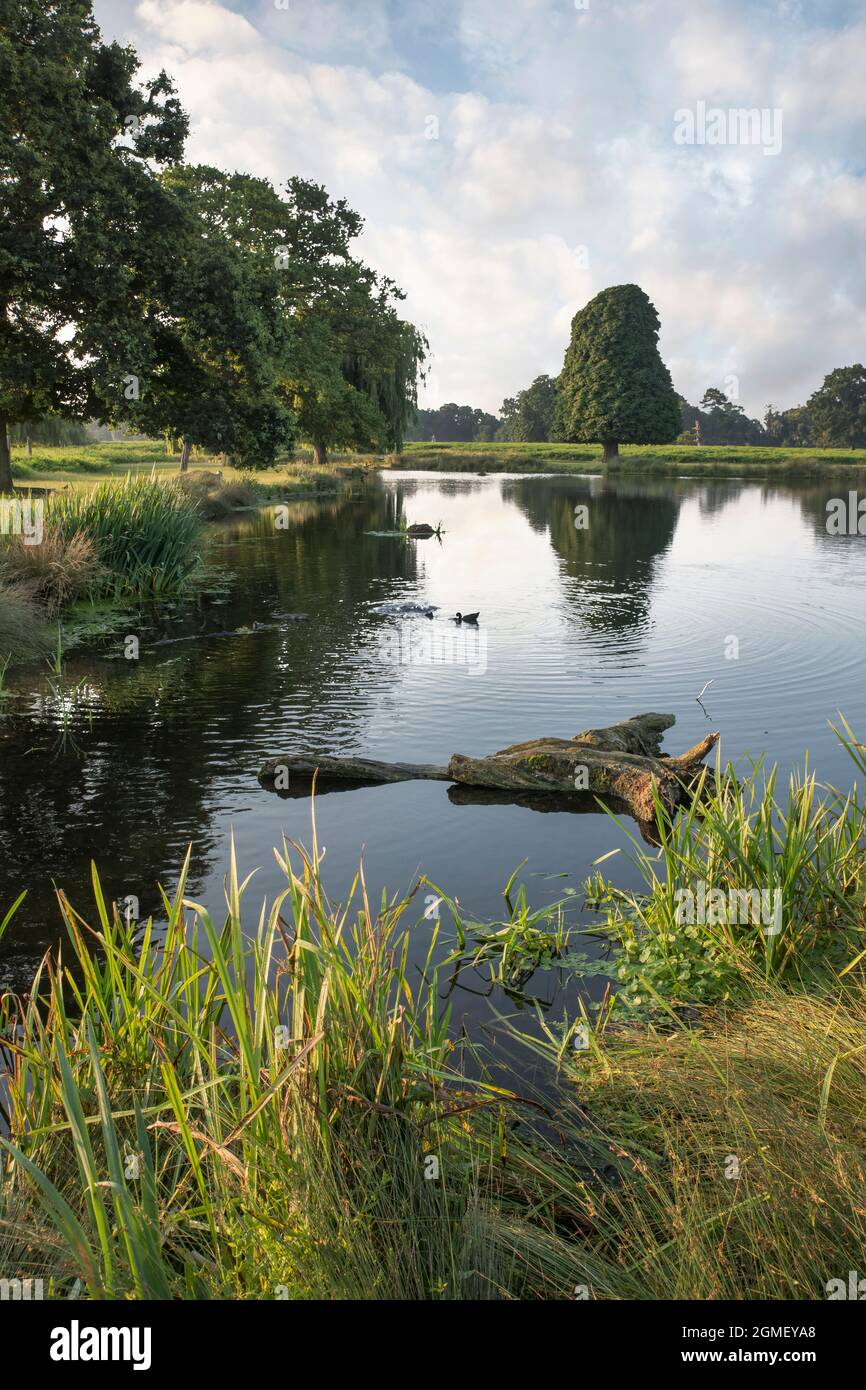 Beautiful walk around the ponds at Bushy Park Stock Photo - Alamy