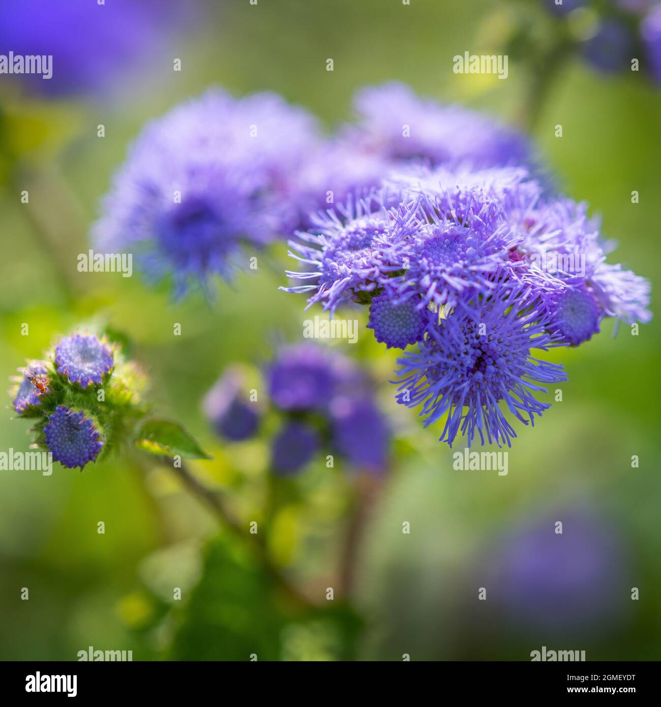 Ageratum Artist Purple