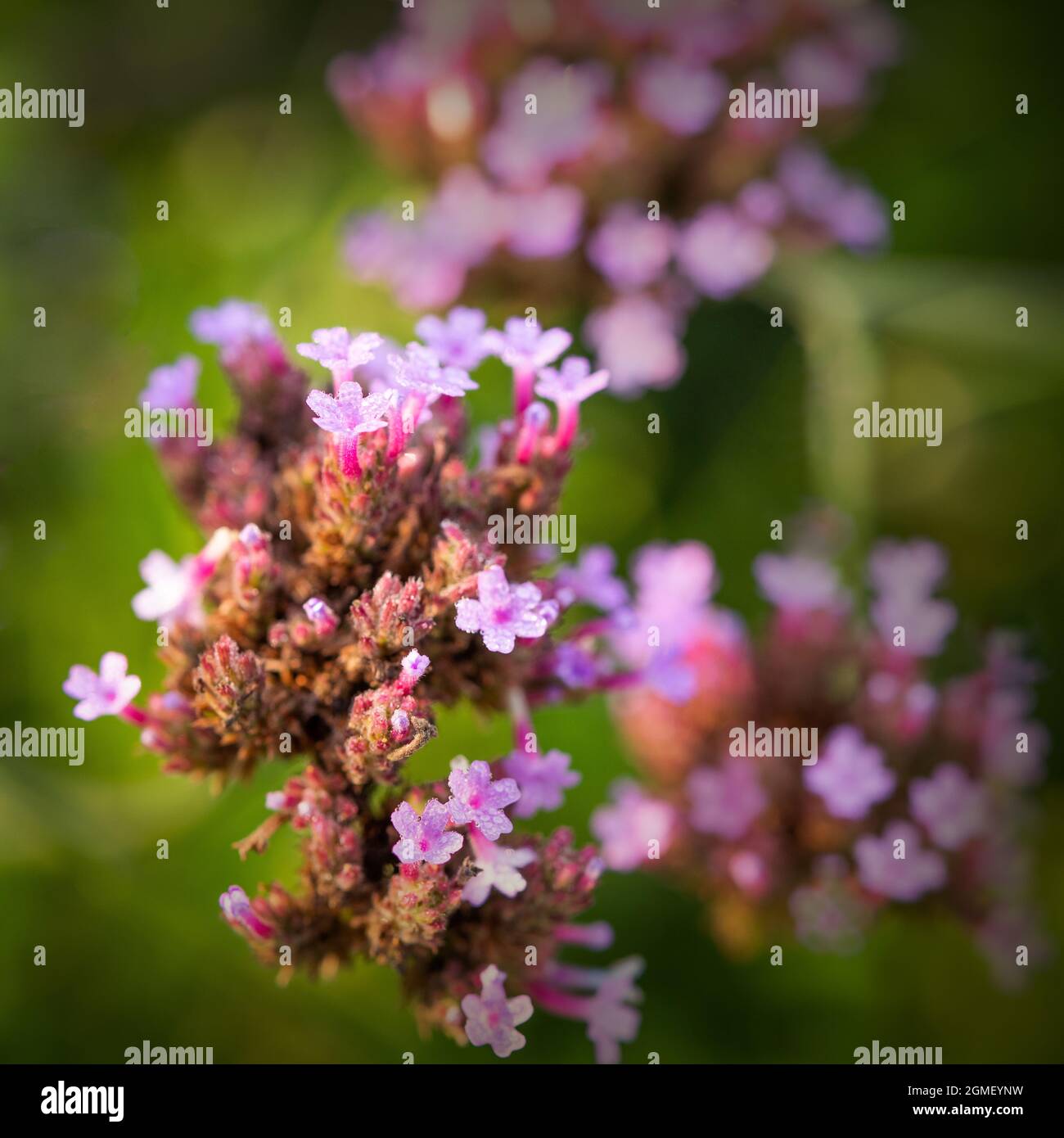 Verbena officinalis hi-res stock photography and images - Alamy