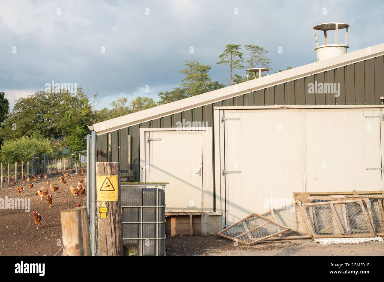 Free range chicken egg farm Stock Photo - Alamy