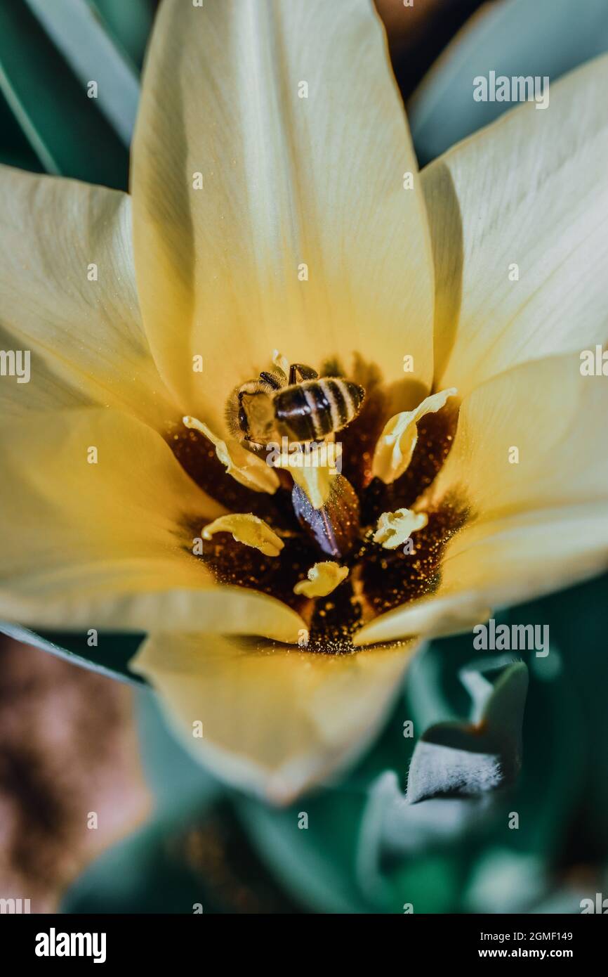 Bee pollinating a yellow tulip ay sunlight Stock Photo - Alamy