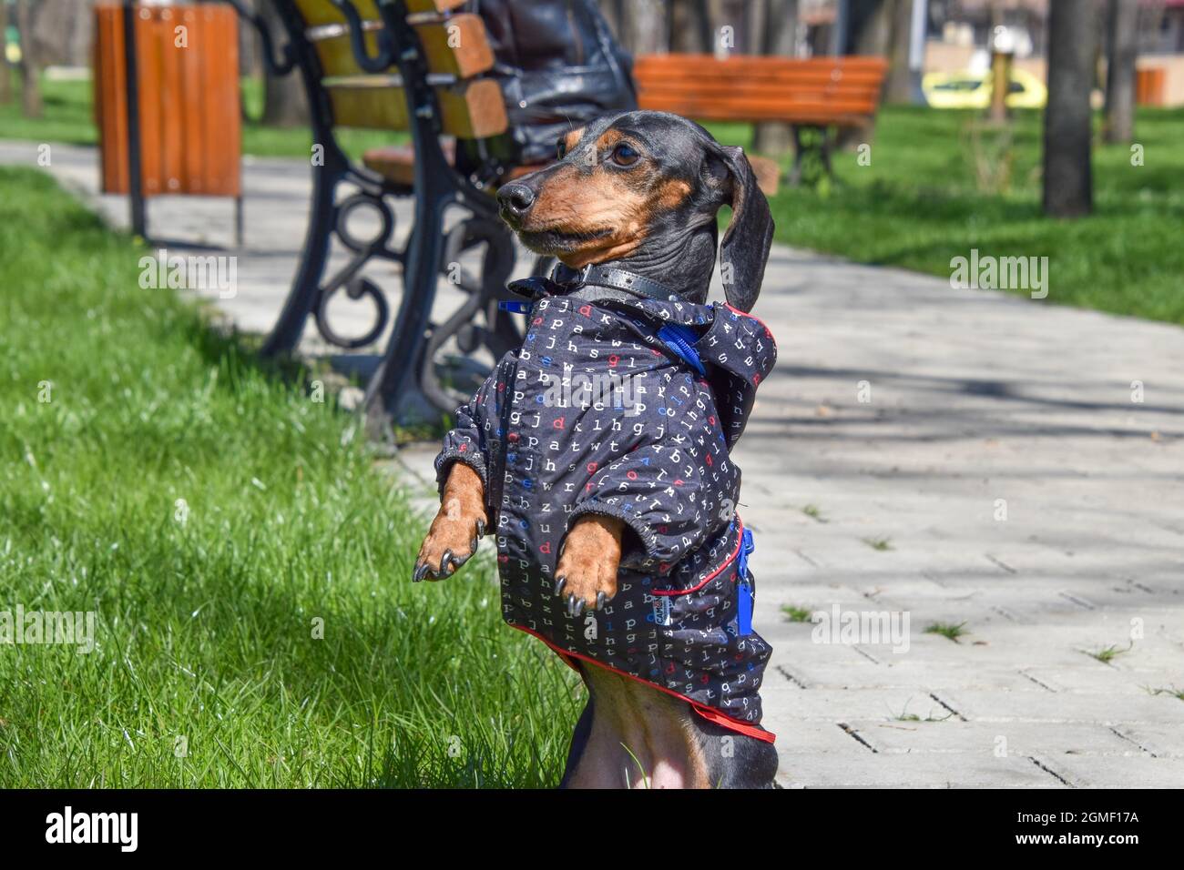 Dutch hound with an autumn coat in the pa Stock Photo - Alamy