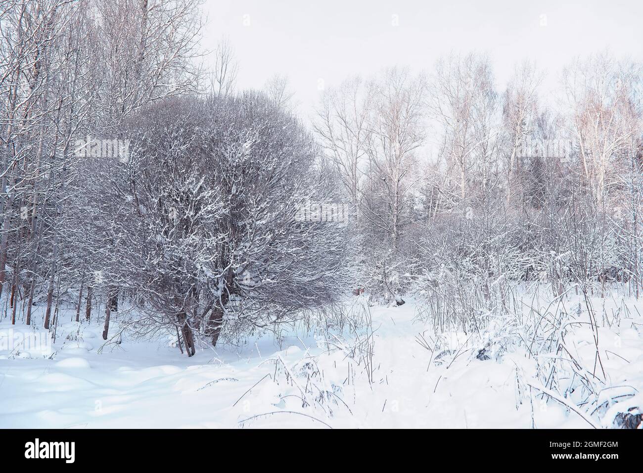 Winter forest landscape. Tall trees under snow cover. January frosty ...