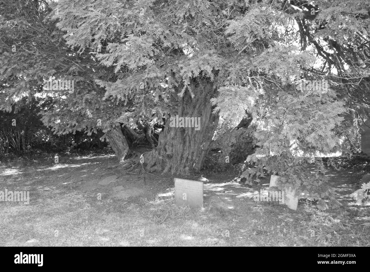 The church yard of St Digain's parish church in Llangernyw is the site ...