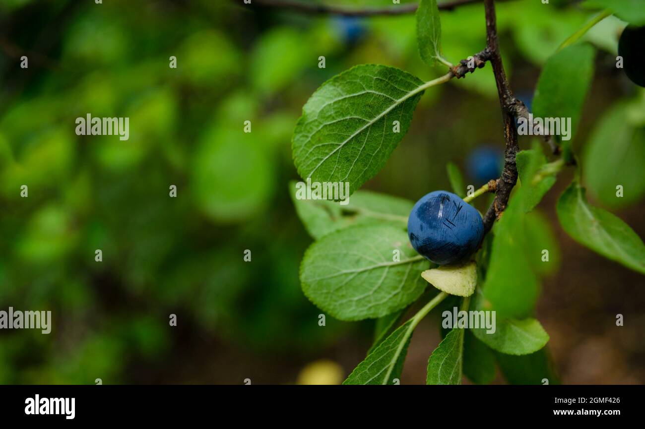 Small wild plums on a branch close up. Dark blue with whitish coating ...